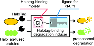 Degradation of HaloTag-fused nuclear proteins using bestatin-HaloTag ...