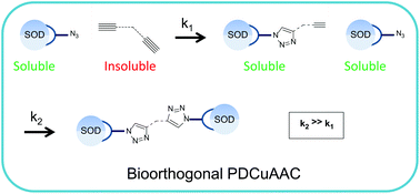 Bioorthogonal phase-directed copper-catalyzed azide–alkyne ...