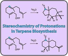 A method for investigating the stereochemical course of terpene ...
