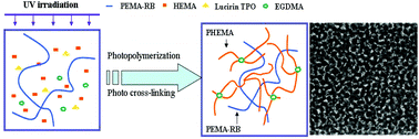 Photochemical control of microphase structure in biocompatible ...