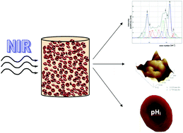 Near infrared light induces post-translational modifications of human ...
