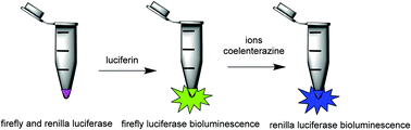 Quenching the firefly bioluminescence by various ions - Photochemical ...