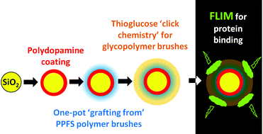 Surface modification of polydopamine coated particles via glycopolymer ...