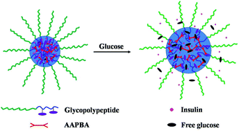 Competitive binding-accelerated insulin release from a polypeptide ...