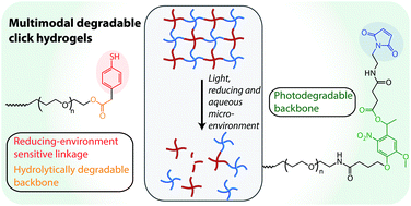 Design of thiol- and light-sensitive degradable hydrogels using Michael ...