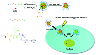 Comb-like poly(l-cysteine) derivatives with different side groups ...