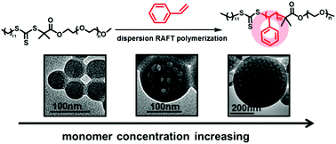 Macro-RAFT agent mediated dispersion polymerization: the monomer ...