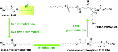 Synthesis of a new poly([R]-3-hydroxybutyrate) RAFT agent - Polymer Chemistry (RSC Publishing)