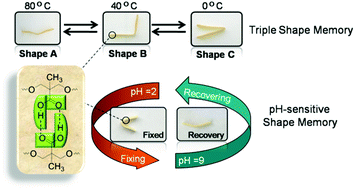 Thermo- and pH-sensitive shape memory polyurethane containing carboxyl ...