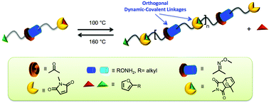 Doubly-dynamic-covalent polymers composed of oxime and oxanorbornene ...