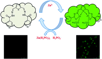 A highly fluorescent zinc complex of a dipodal N-acyl hydrazone as a ...