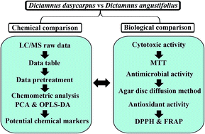 Plant metabolomics driven chemical and biological comparison of the ...