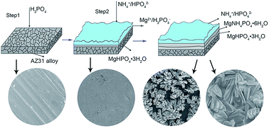 A simple method for the preparation of magnesium phosphate conversion ...