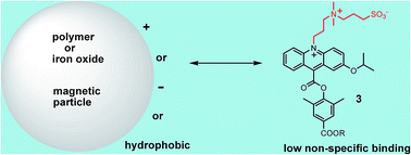 Synthesis and properties of chemiluminescent acridinium esters with different N-alkyl groups ...