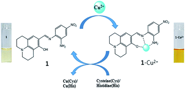 A colorimetric chemosensor for the sequential detection of copper ion ...