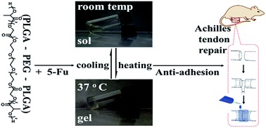 5-Fluorouracil loaded thermosensitive PLGA–PEG–PLGA hydrogels for the prevention of ...