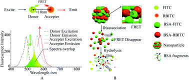 The quantitative detection of the uptake and intracellular fate of ...