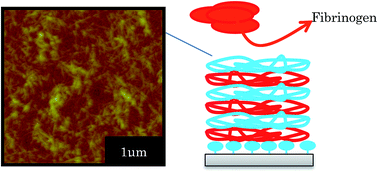 Layer-by-layer self-assembled thin films of chitin fibers and heparin ...