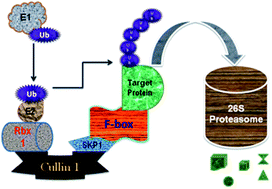 Plant kelch containing F-box proteins: structure, evolution and functions - RSC Advances (RSC ...