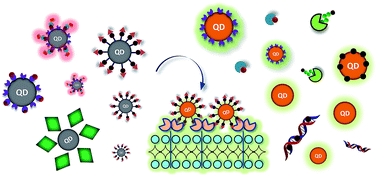 Recent progress in quantum dot based sensors - RSC Advances (RSC ...