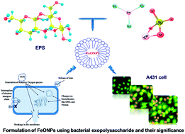 Formulation of iron oxide nanoparticles using exopolysaccharide ...