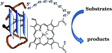 Structure–activity relationship study for design of highly active ...