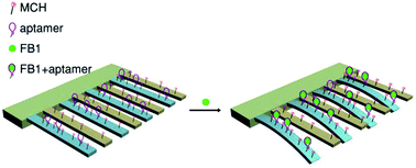 Aptamer-based microcantilever array biosensor for detection of ...
