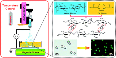 Monodisperse erythrocyte-sized and acid-soluble chitosan microspheres ...