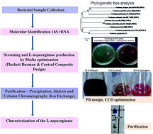 Industrial effluent as a substrate for glutaminase free l-asparaginase ...