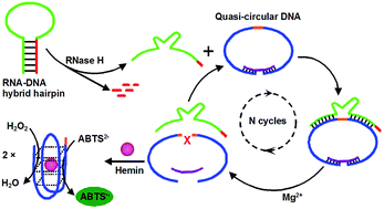 Label-free and amplified colorimetric assay of ribonuclease H activity ...