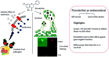 Dual role of pinostrobin-a flavonoid nutraceutical as an efflux pump ...