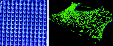 A bio-friendly, green route to processable, biocompatible graphene ...