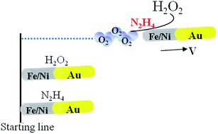 The role of hydrazine in mixed fuels (H2O2/N2H4) for Au–Fe/Ni ...