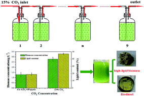 Simultaneous enhancement of microalgae biomass growth and lipid ...