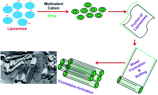 An insight into cochleates, a potential drug delivery system - RSC ...