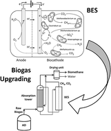 Deciphering the electron transfer mechanisms for biogas upgrading to ...