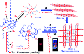 Copillar[5]arene-based supramolecular polymer gel: controlling stimuli–response properties ...