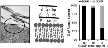 Graphene oxide nanoparticle attachment and its toxicity on living lung ...