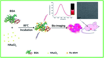 One-step facile synthesis of fluorescent gold nanoclusters for rapid ...
