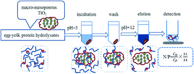 Purification of phosvitin phosphopeptides using macro-mesoporous TiO2 ...