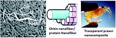 Preparation of a protein–chitin nanofiber complex from crab shells and ...