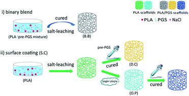 Poly(glycerol sebacate)-modified polylactic acid scaffolds with ...
