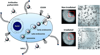Identification of MRC2 and CD209 receptors as targets for photodynamic ...
