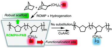 Poly(ω-bromoalkylnorbornenes-co-norbornene) by ROMP-hydrogenation: a ...
