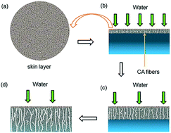 Preparation of a highly permeable alumina membrane via wet film phase ...