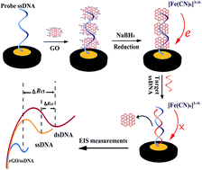A facile and highly sensitive impedimetric DNA biosensor with ultralow ...