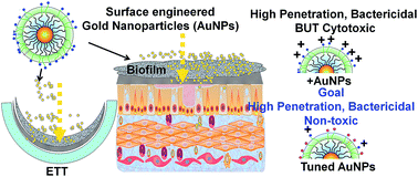 Targeting bacterial biofilms via surface engineering of gold nanoparticles - RSC Advances (RSC ...