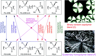 Stereocomplexation of quaternary or ternary monomer units and dual ...