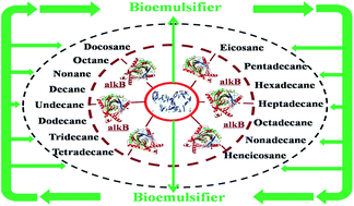 Hydrocarbon degradation by a newly isolated thermophilic Anoxybacillus ...