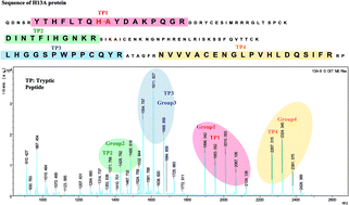 Identification of the over alkylation sites of a protein by IAM in ...